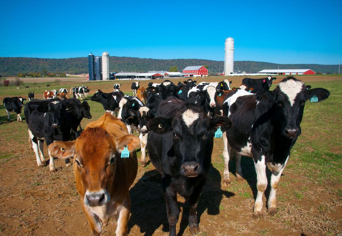 AVIAN INFLUENZA IN DAIRY COWS: WHAT YOU NEED TO KNOW? | Department of ...